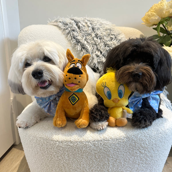 Scooby Doo - King of Paws