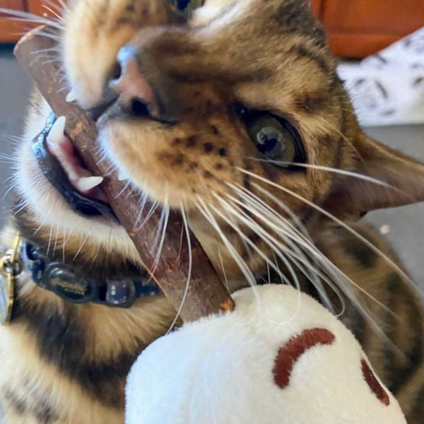 Catnip Lolly Pop - King of Paws