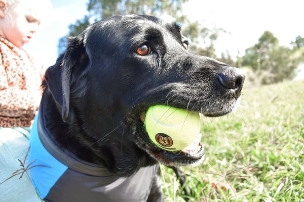Paw-tay Box! - King of Paws