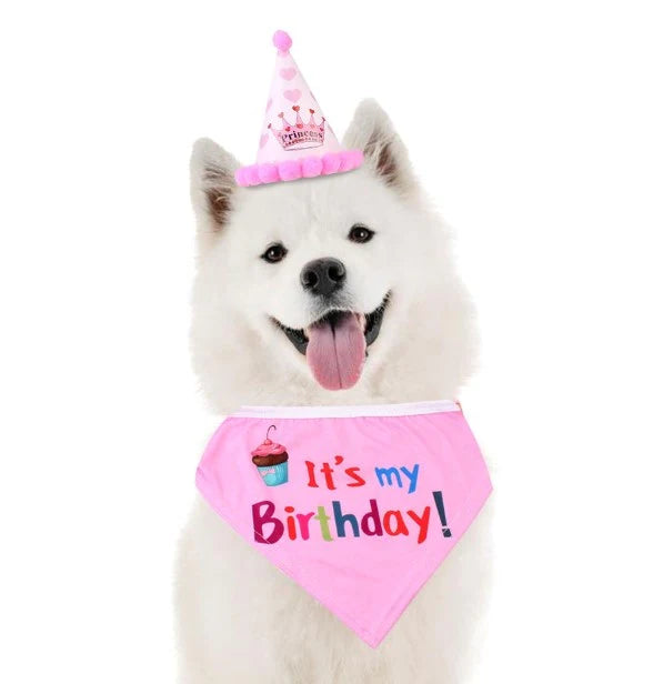 Paw-tay Box! - King of Paws